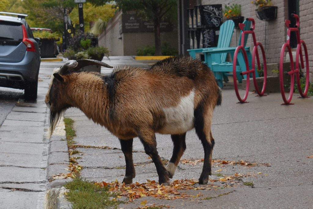 Winter was captured, as Harold roams on | PostIndependent.com