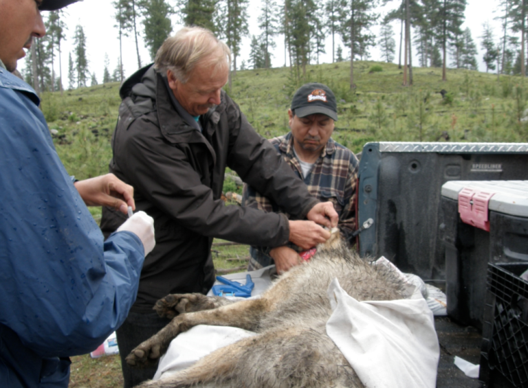 Will rule allowing for killing of wolves that attack livestock sink ...