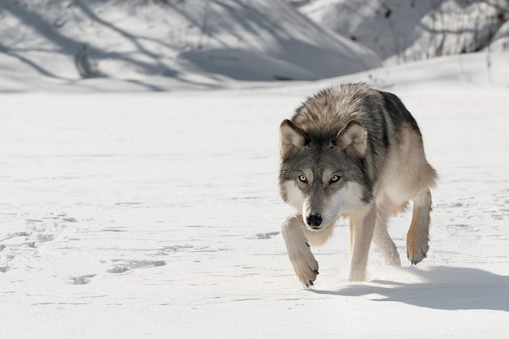 Federal judge allows wolf re-introduction in Colorado to proceed ...