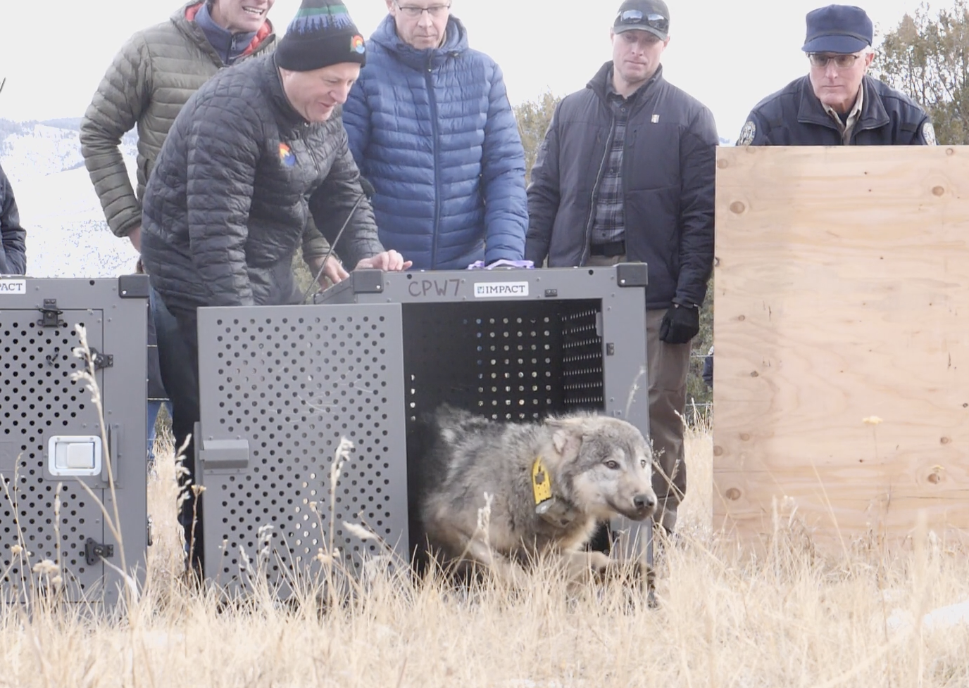 Federal officials confirm death of 1 reintroduced wolf in northern ...