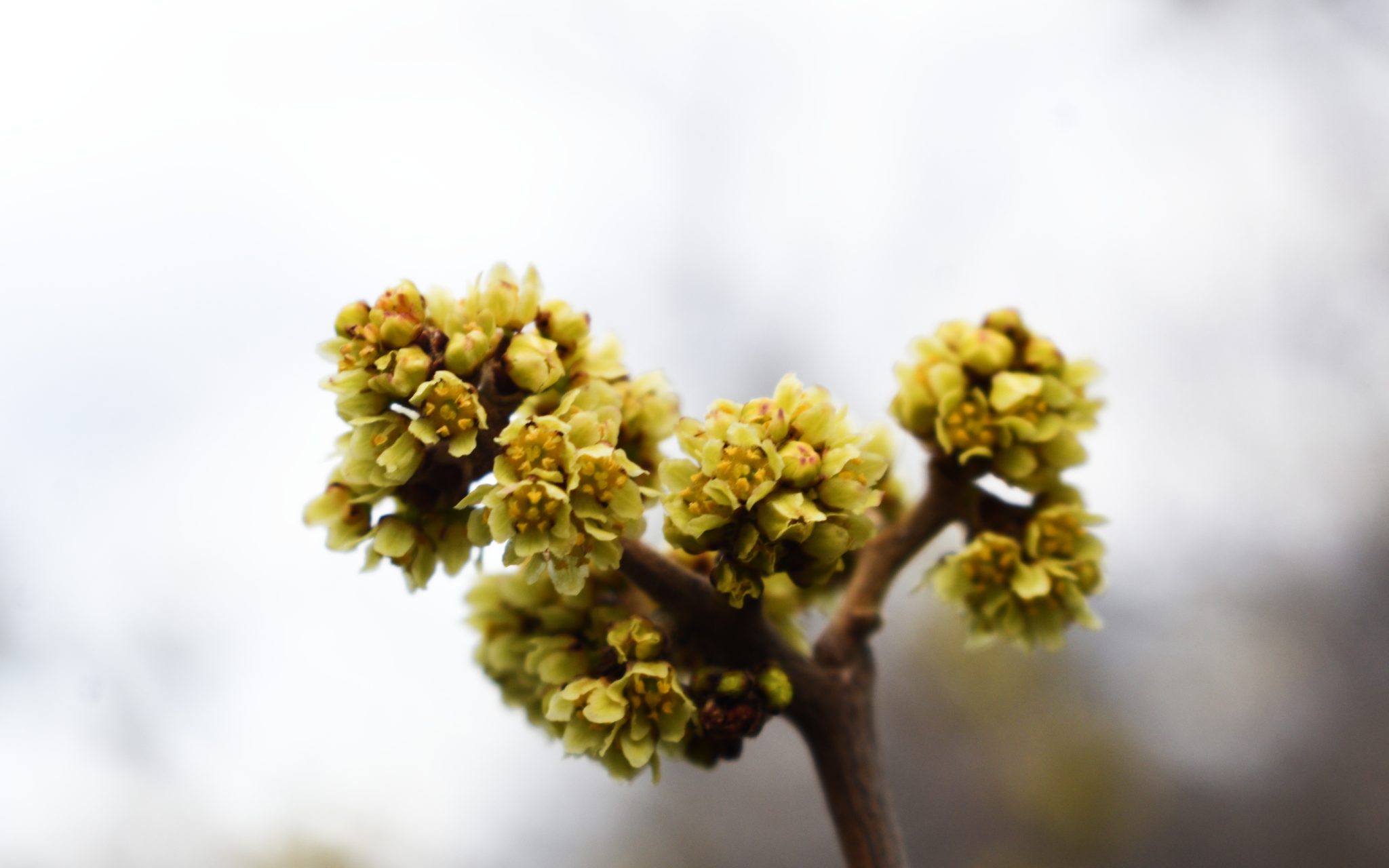 Photos: Spring in bloom | PostIndependent.com