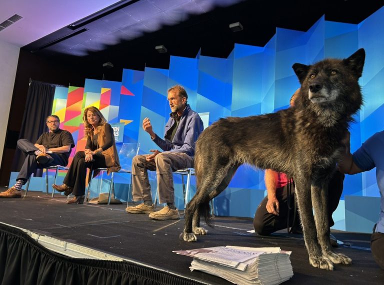 ‘Wolves at Our Doorstep’: Advocates introduce gray wolf, address ...
