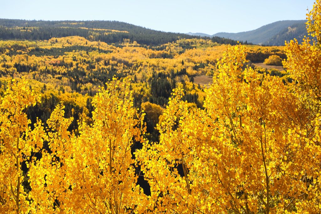 See when and where Colorado’s fall color will peak this year ...