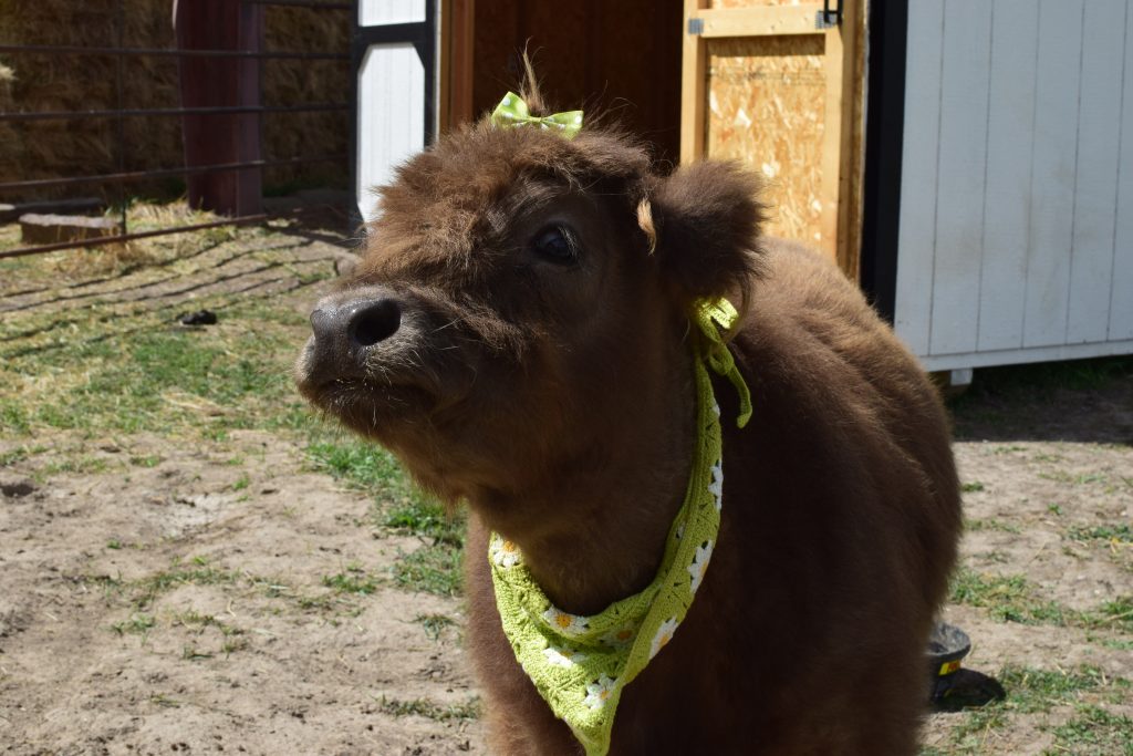 PHOTOS: Furry new additions to Garfield County alpaca farm ...