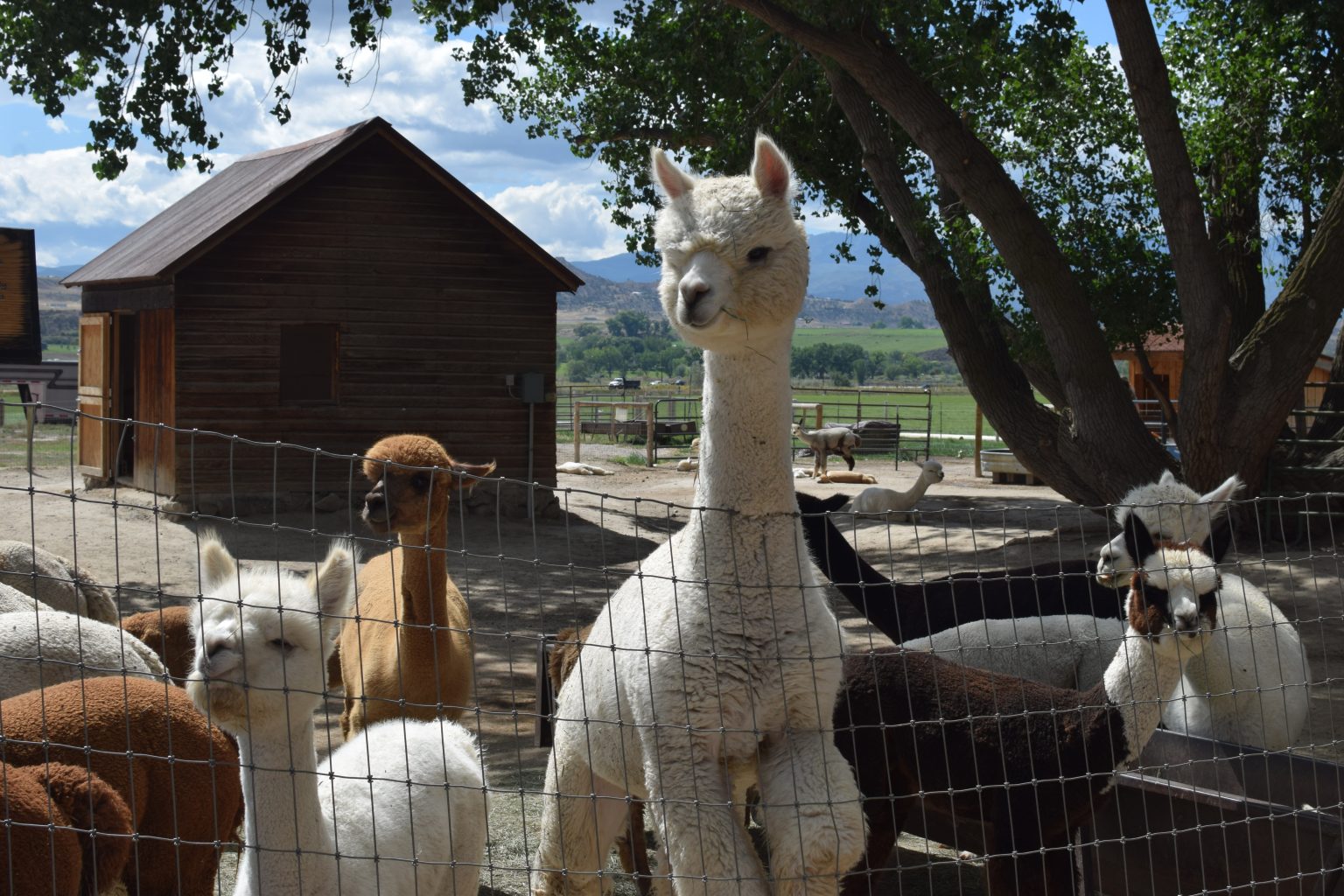 PHOTOS: Furry new additions to Garfield County alpaca farm ...
