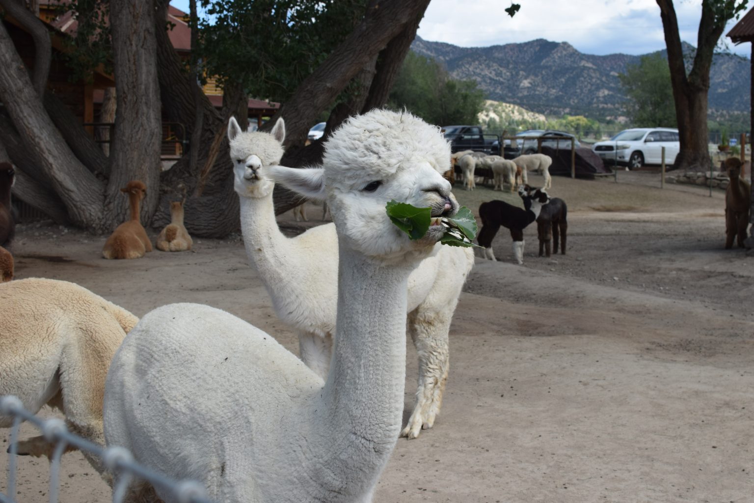 PHOTOS: Furry new additions to Garfield County alpaca farm ...