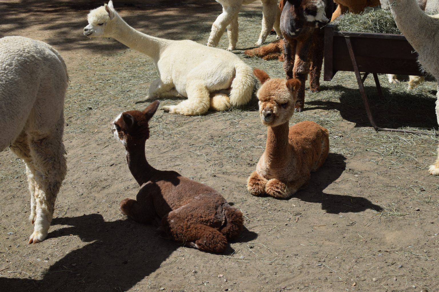 PHOTOS: Furry new additions to Garfield County alpaca farm ...