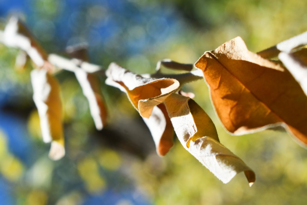 Beginning of fall colors in the mountains | PostIndependent.com