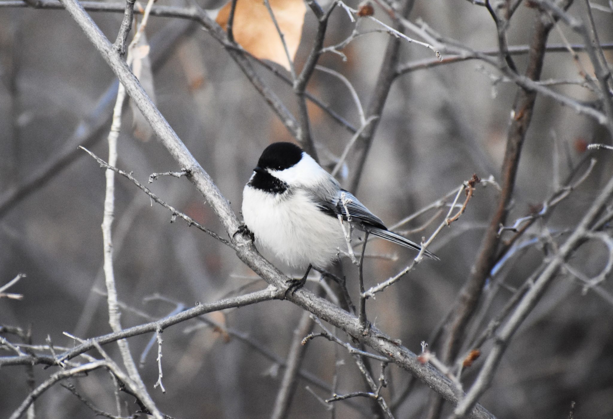 The birds are getting hefty | PostIndependent.com