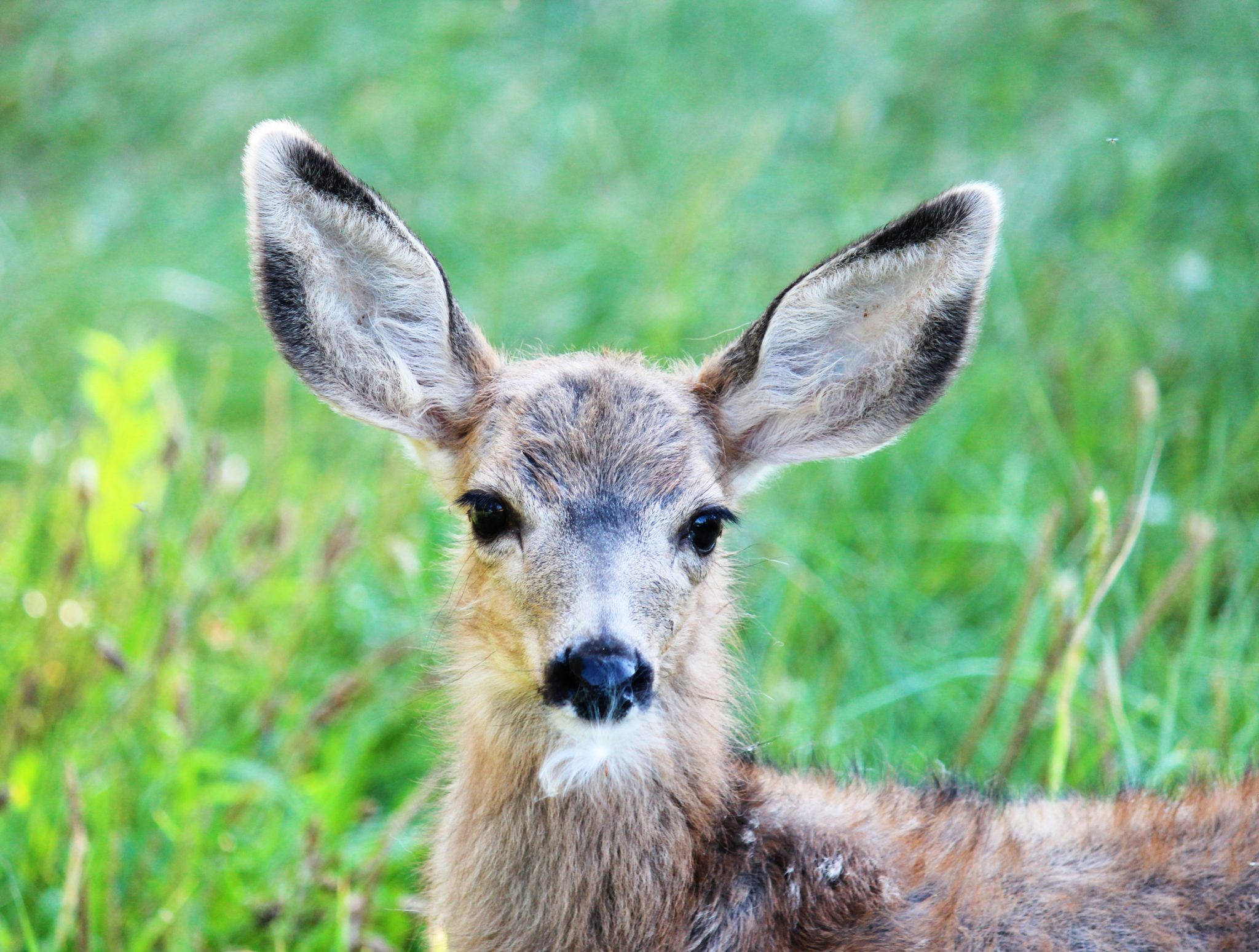 Spring means newborn wildlife — here’s how you can keep them safe ...