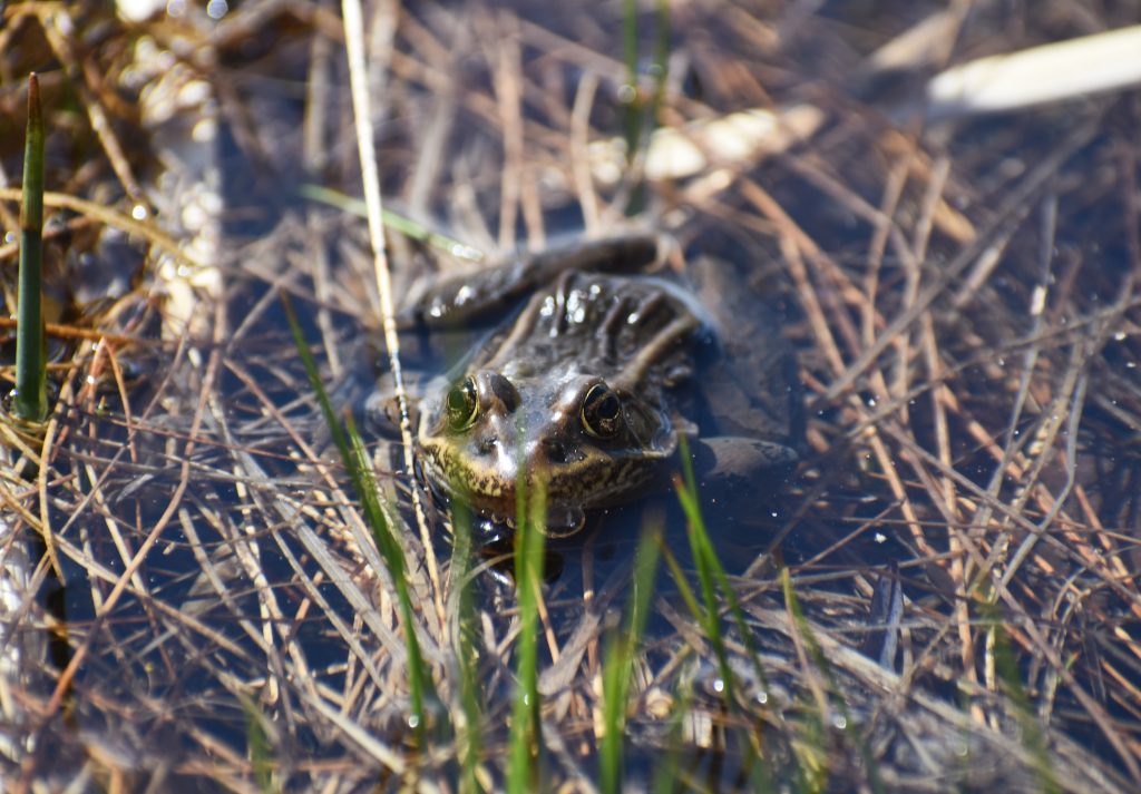 PHOTOS: Springing with life | PostIndependent.com