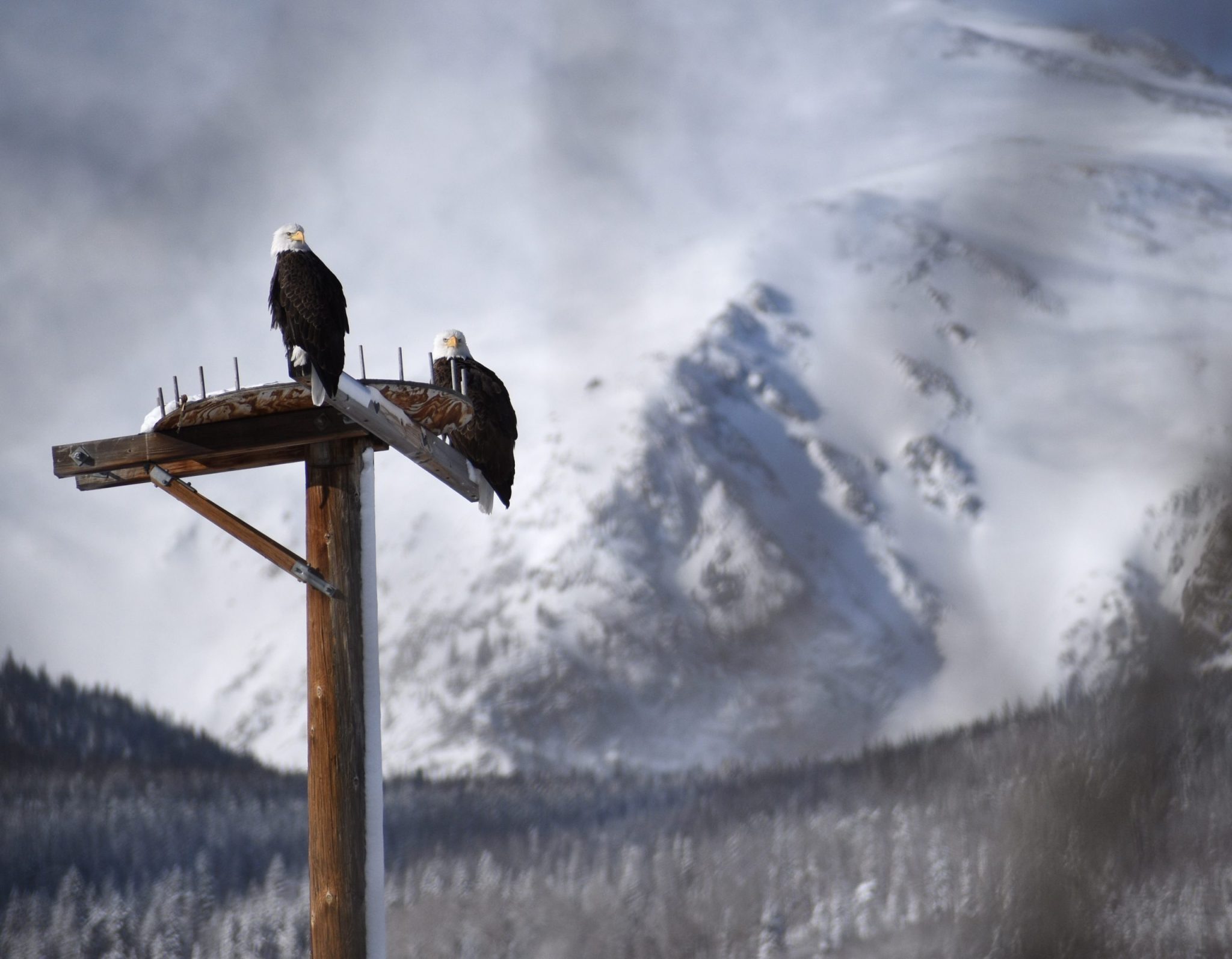 Colorado’s bald eagle population has been making a comeback. Here’s how ...