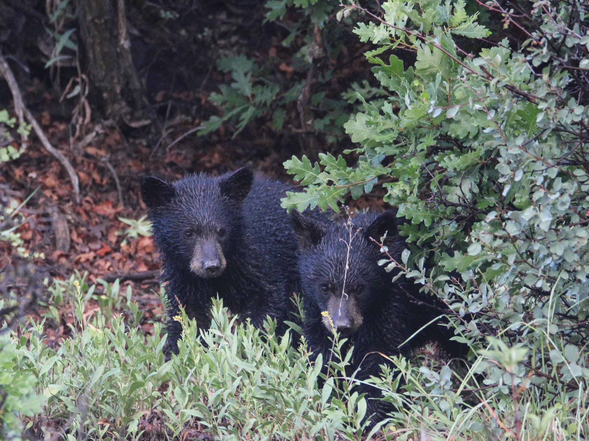How to stay bear aware in the Roaring Fork Valley | PostIndependent.com