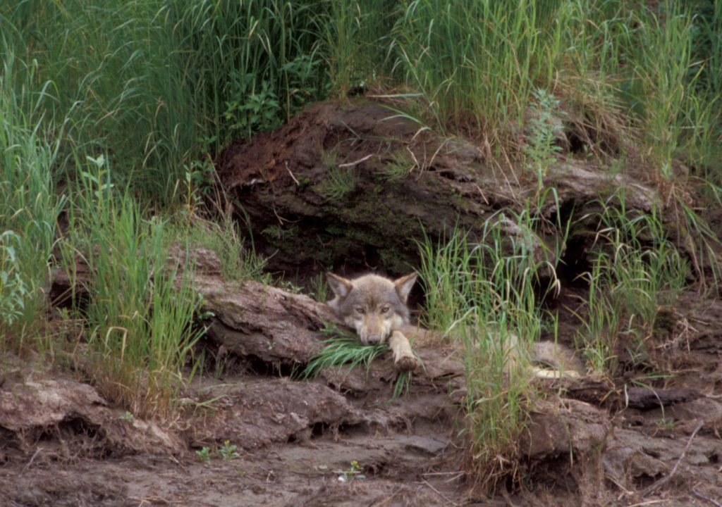 How many of Colorado’s wolves can die before experts raise the alarm ...