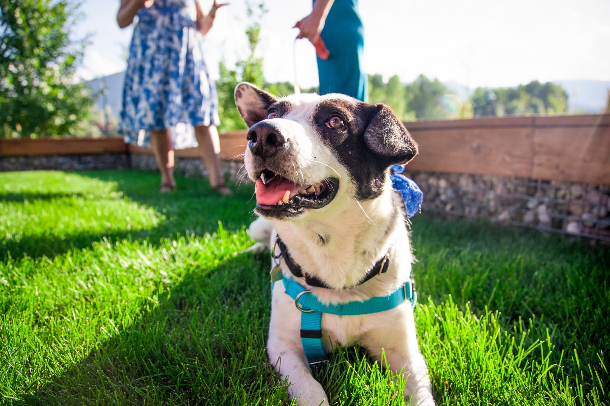 Colorado Animal Rescue celebrates 25 years at annual Dressed to the K9s ...
