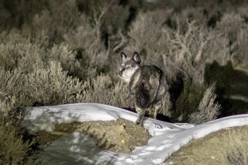 Federal officials say a car killed a Colorado wolf in May ...