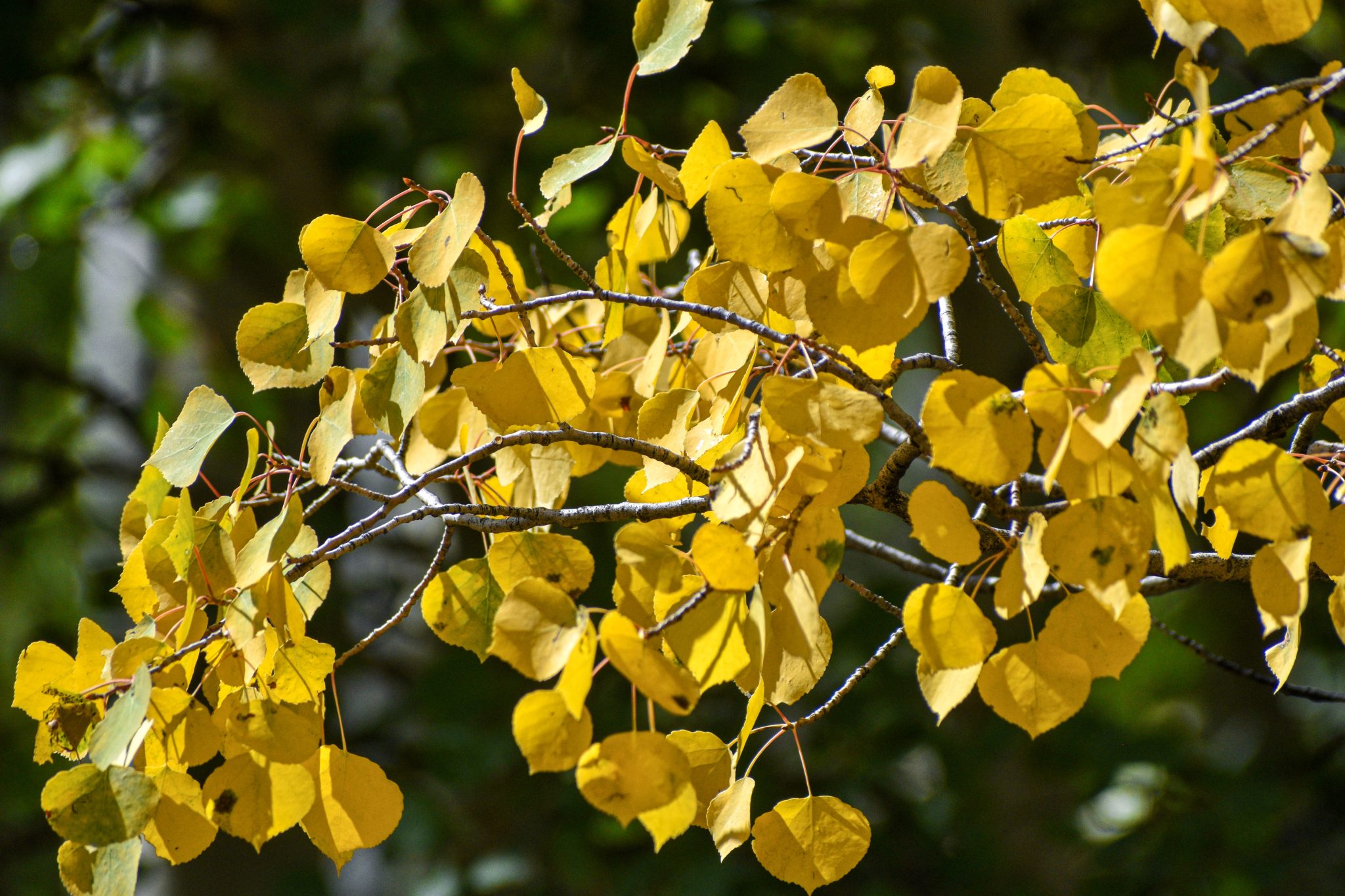 What western Colorado’s 2025 drought means for fall colors in Garfield ...