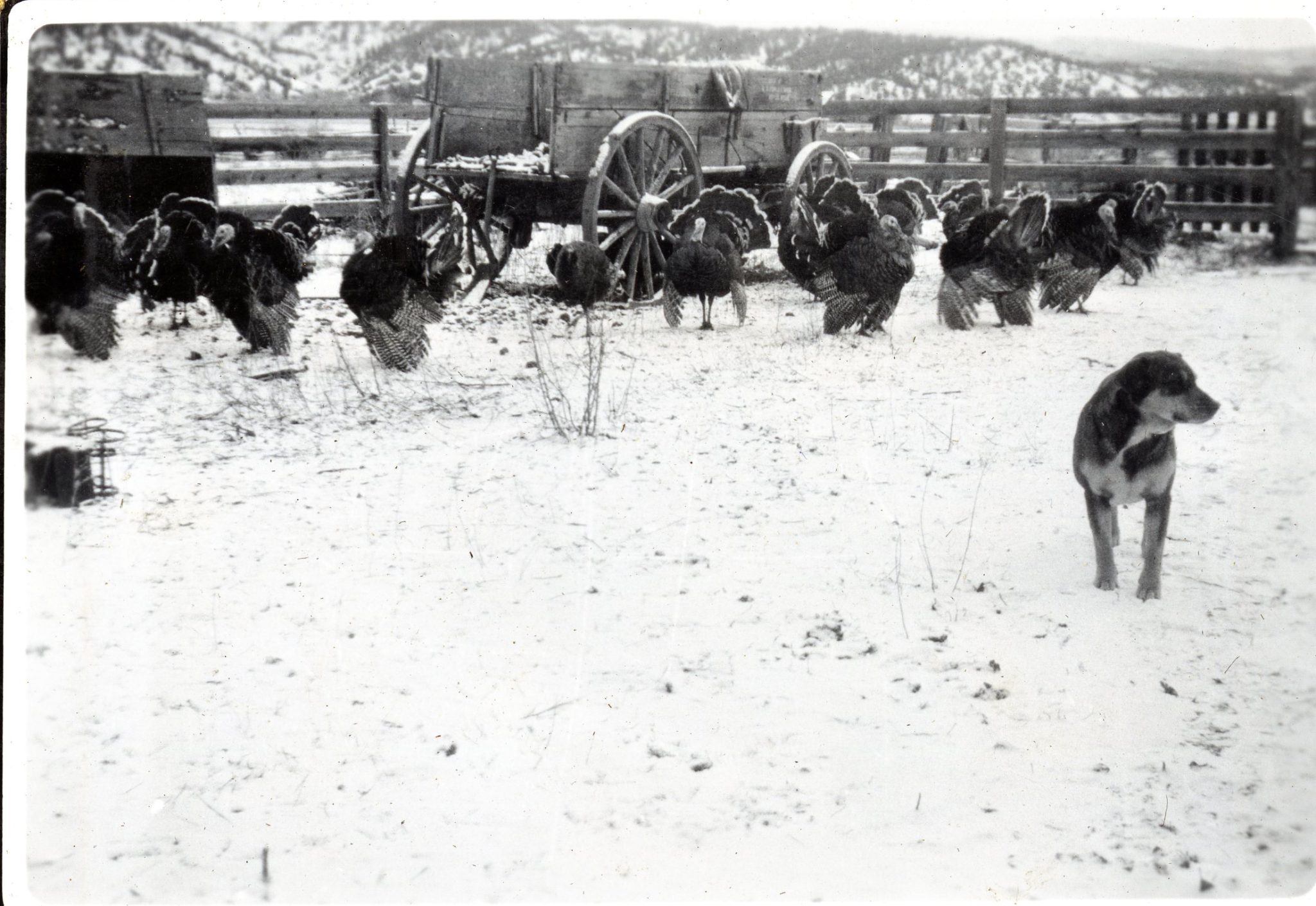 Here’s how miners celebrated Thanksgiving a century ago in Colorado’s ...
