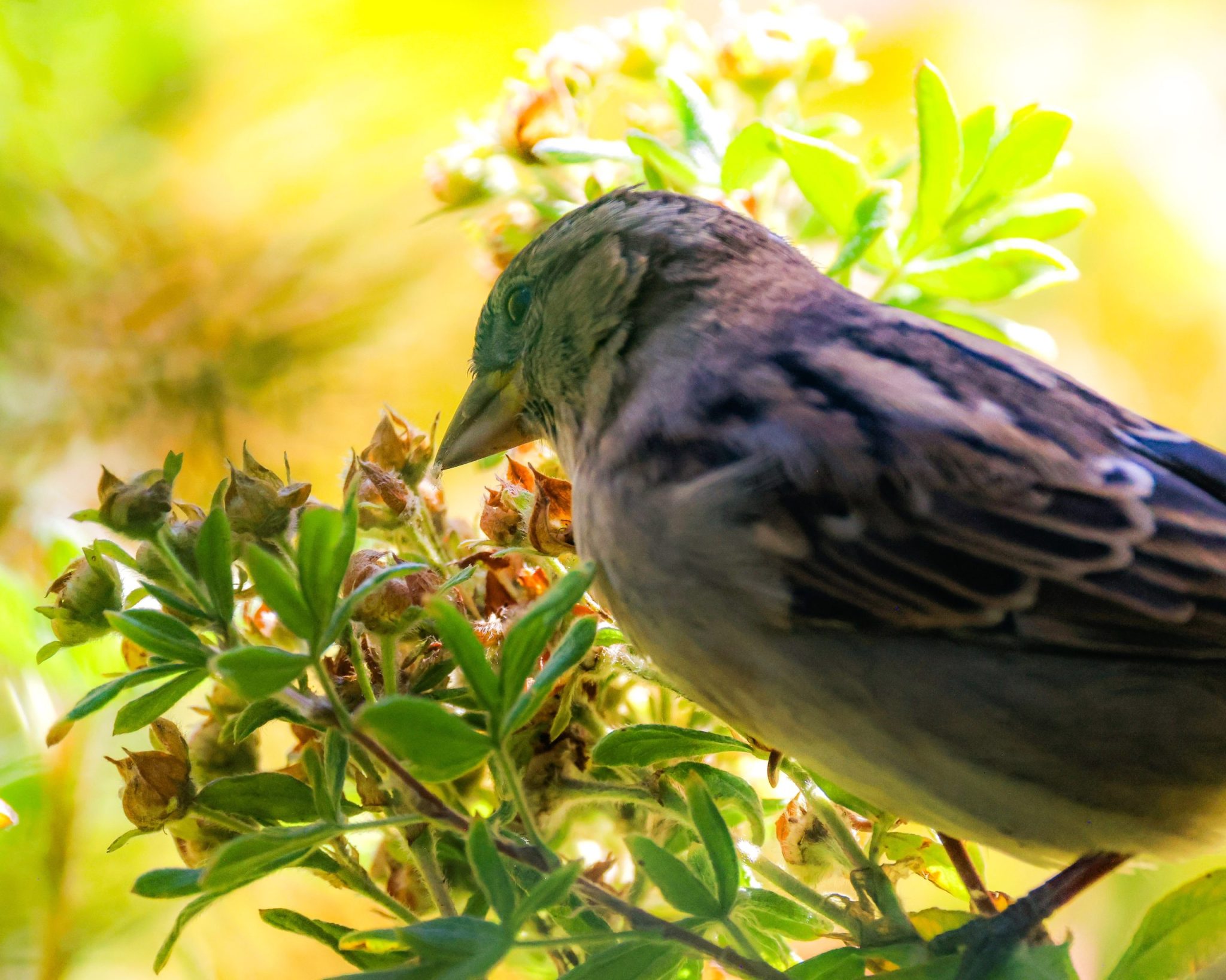 Basalt birding event to offer new way into mindfulness ...