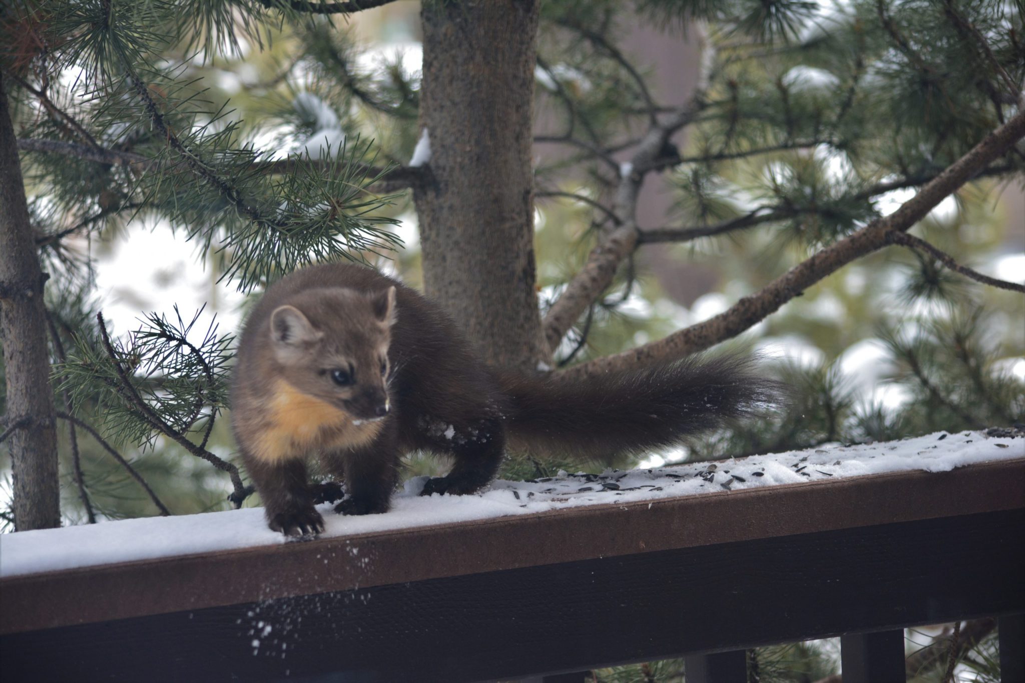 How should Colorado manage its bobcats, coyotes and foxes and other ...