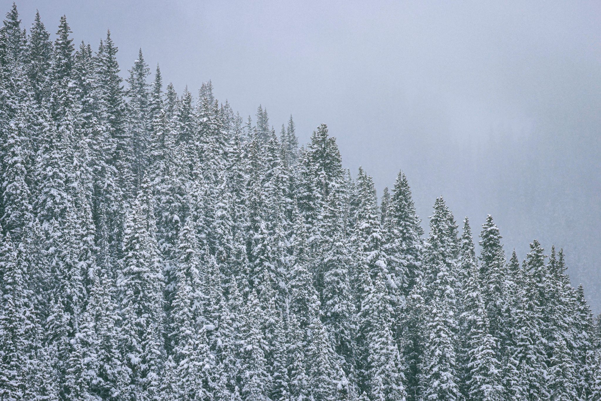 Evergreens offer Aspen more than just Christmas trees | PostIndependent.com