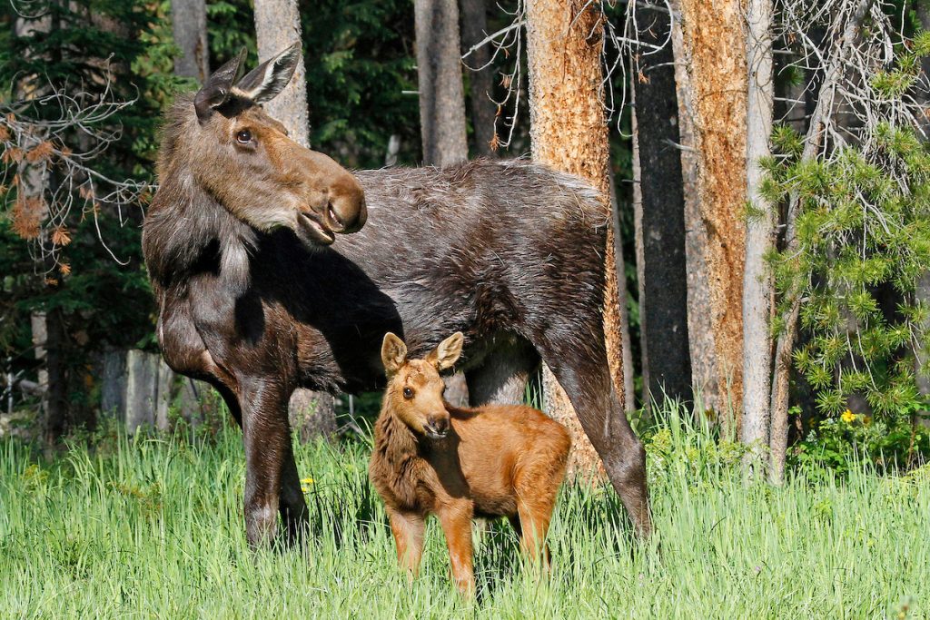 Colorado Parks and Wildlife inches closer to appointing a new director ...