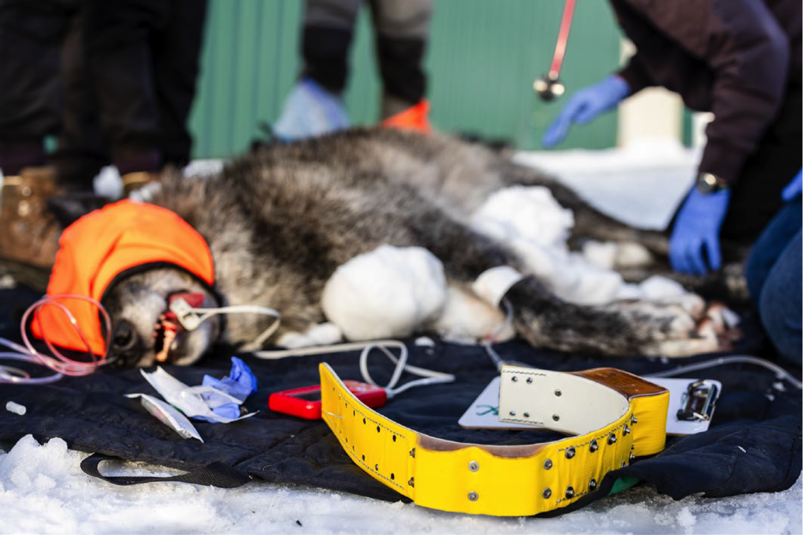 Is Colorado’s wolf population still experiencing normal levels of ...