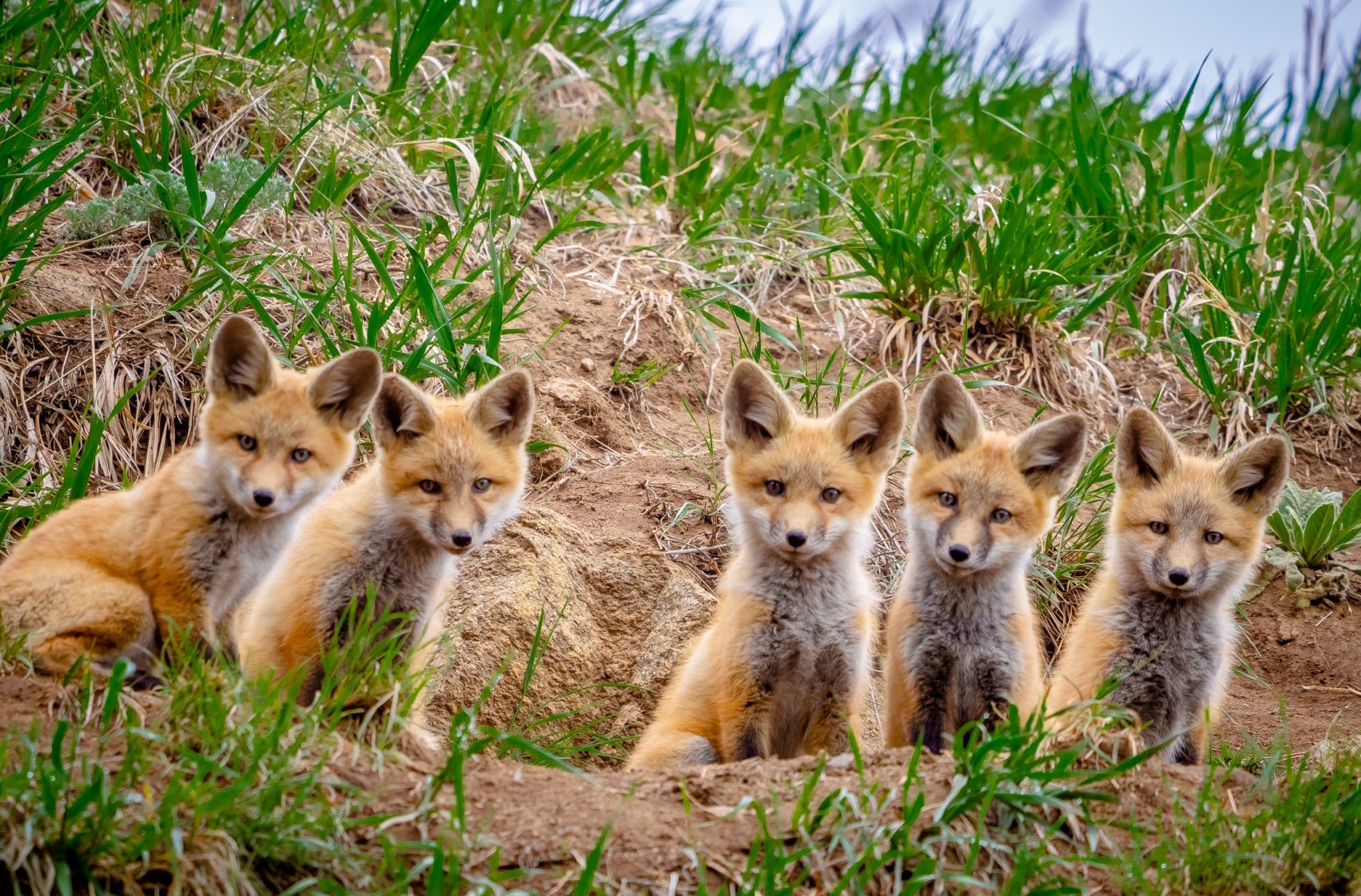 Colorado to pursue furbearer hunting limits, commercial sale ban after ...