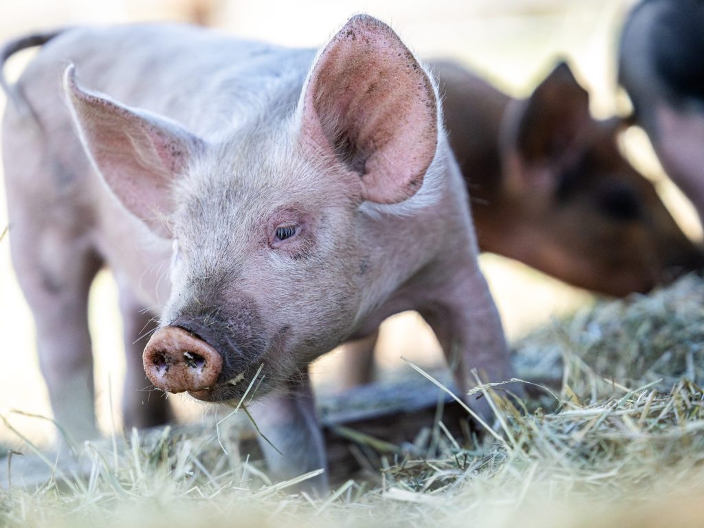 Piglets return to ACES at Rock Bottom Ranch after almost a decade ...