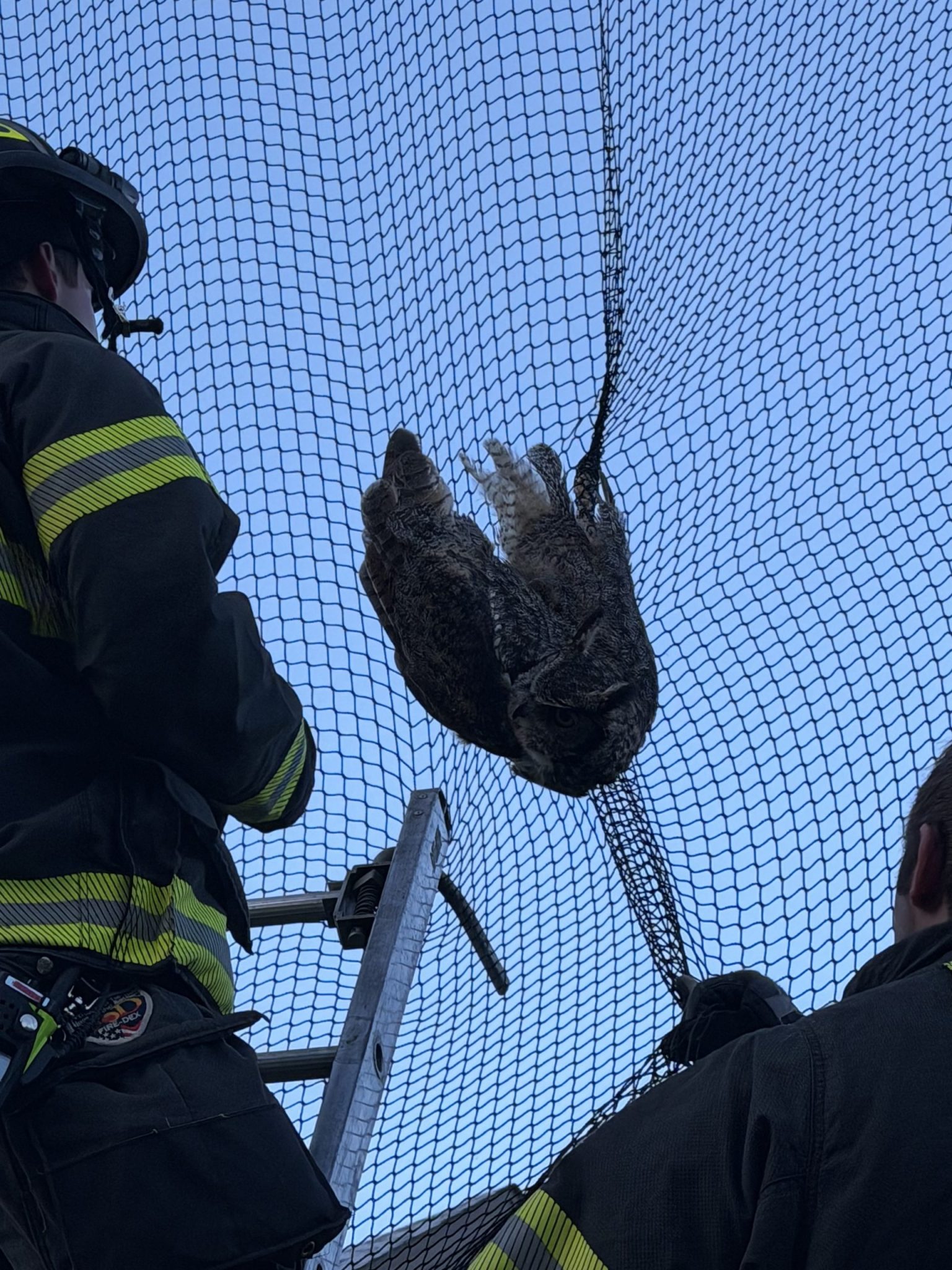 Summit Fire & EMS rescues great horned owl tangled in golf net near ...