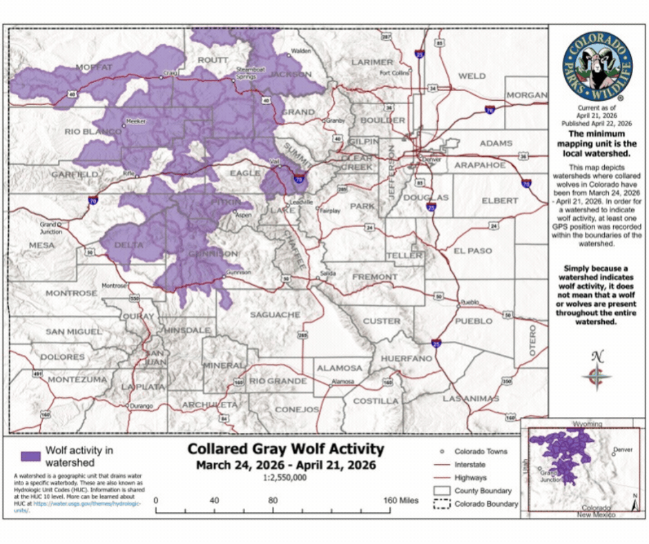 Colorado wolves expand activity around central mountains, May map shows ...