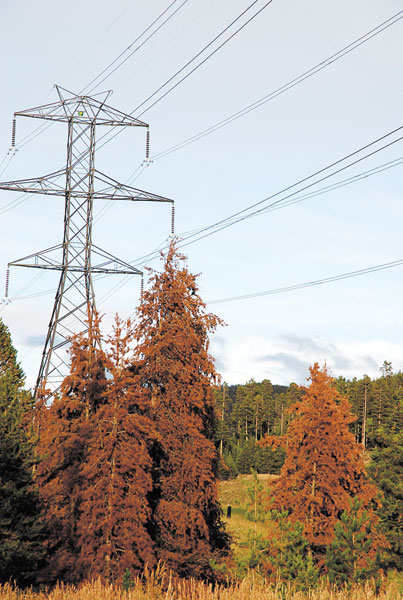 Dead trees threaten Rocky Mountain powerlines | VailDaily.com