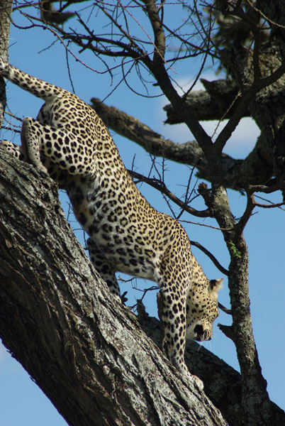 Vail traveler spots lots of new animals | VailDaily.com