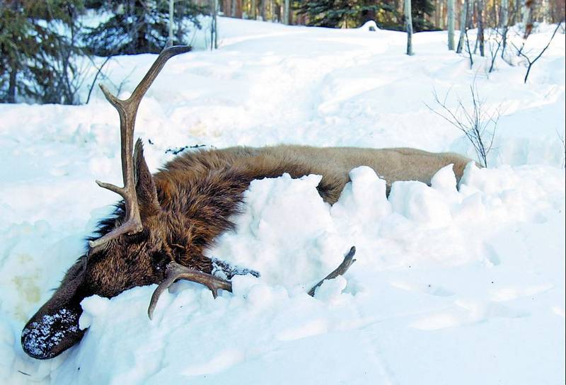 Assumed healthy, ‘George’ the elk now dead | VailDaily.com