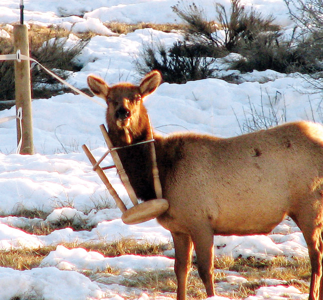 Animal antics in the Vail Valley | VailDaily.com