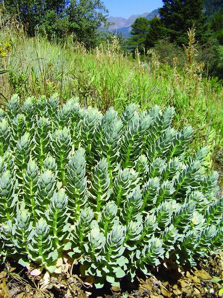 Eagle County Weed of the Week: Myrtle Spurge | VailDaily.com
