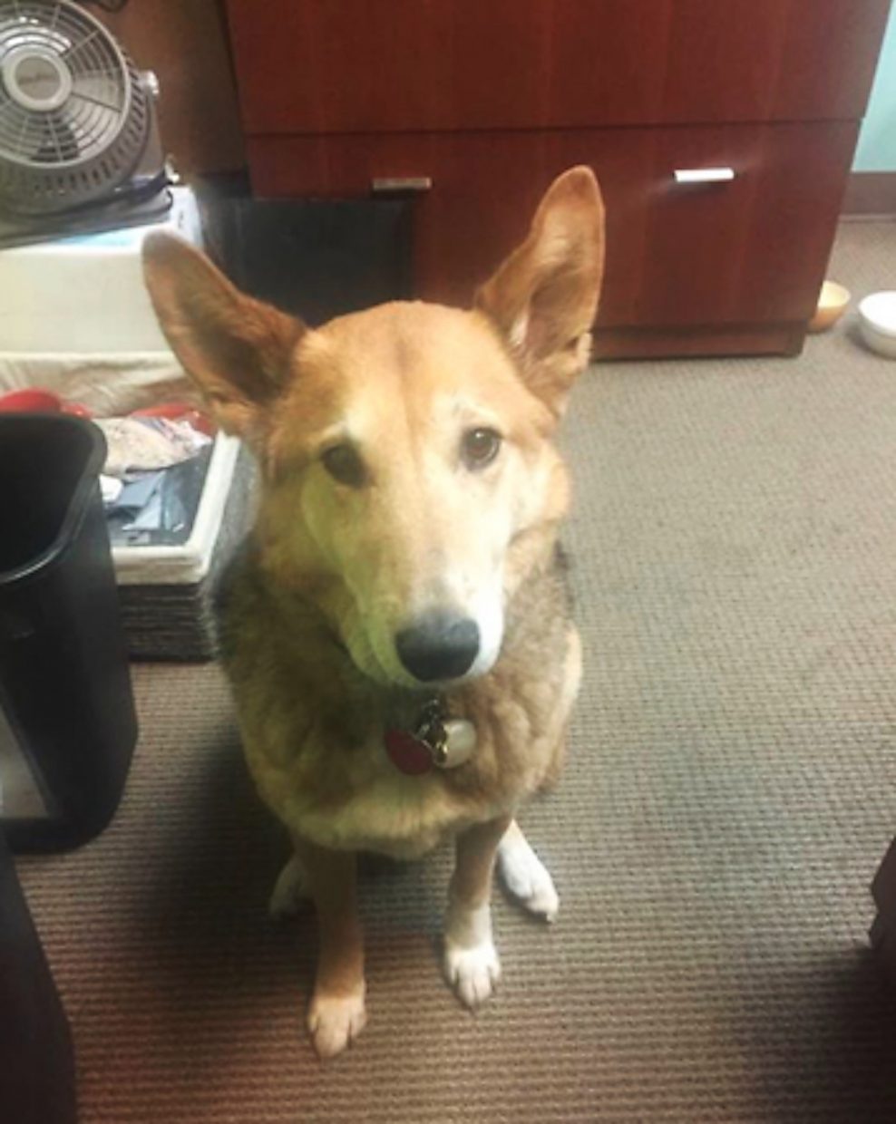 Missing Dog | VailDaily.com