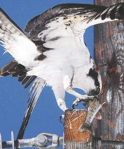 Ospreys make their return to Colorado’s high country | VailDaily.com