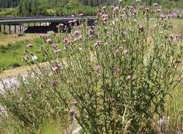 Vail Daily Weed of the Week; Invasive plants harm humans, animals ...