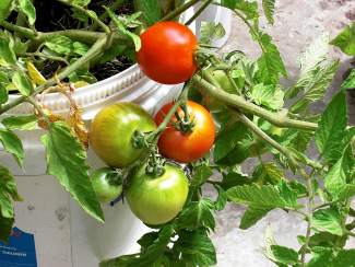 tomatoes | VailDaily.com