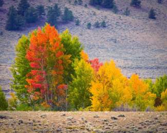 Vail Valley’s aspen leaves set to change | VailDaily.com