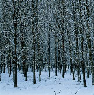 Dangers of snow-damaged trees | VailDaily.com