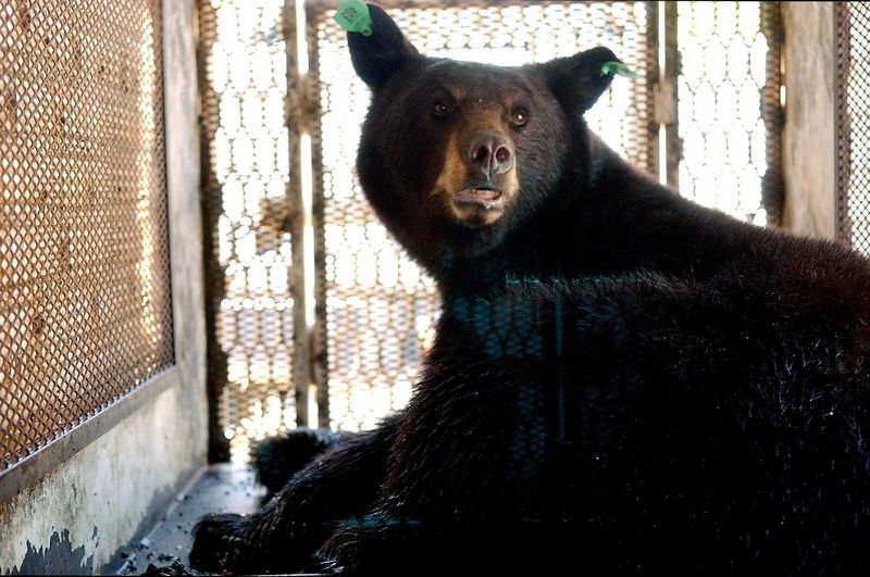 Bear problems spike this summer | VailDaily.com