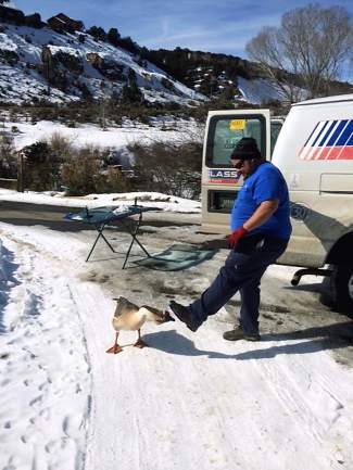 Grumpy Goose | VailDaily.com