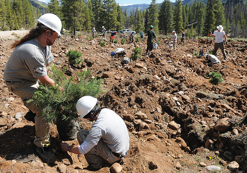 Workers planting trees along Homestake Creek | VailDaily.com