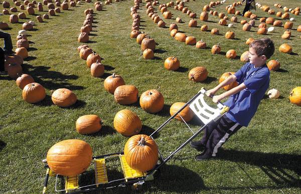 Pumpkin pull | VailDaily.com