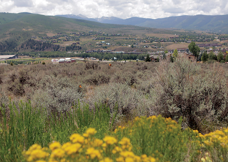 Project aids sagebrush habitat | VailDaily.com