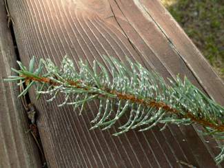 Vail Daily column: Pine needle scale can be destructive | VailDaily.com