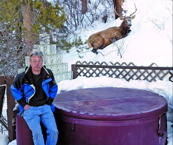 Exhausted elk moves on | VailDaily.com
