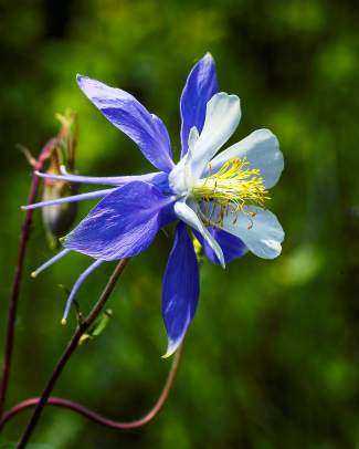 Where the columbines grow | VailDaily.com